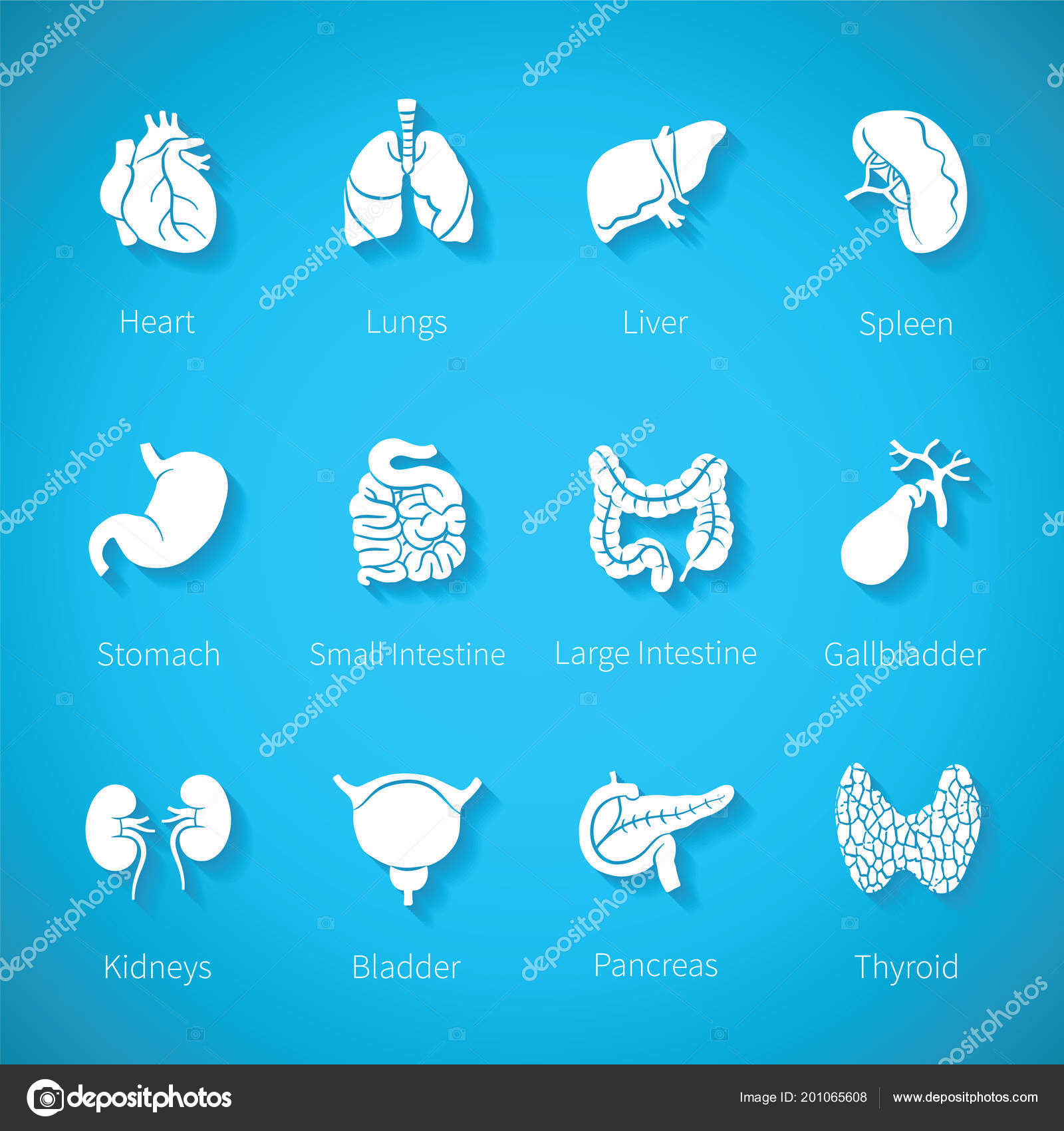 Vector Icon Set Human Internal Organs Heart Spleen Lungs Stomach Stock ... Vector Icon Set Human Internal Organs Heart Spleen Lungs Stomach Stock ...