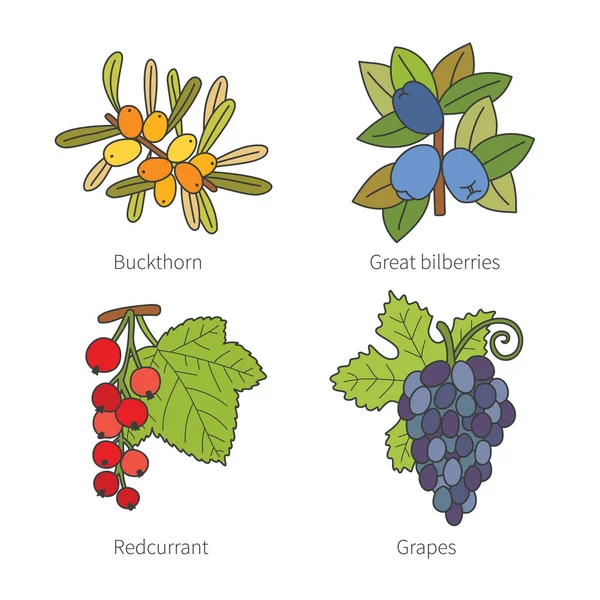 Grapevine growth infographic elements isolated on white, flat design ...