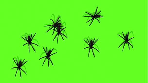 Animation Spiders Green Screen Creepy Crawling — Stock Video ...