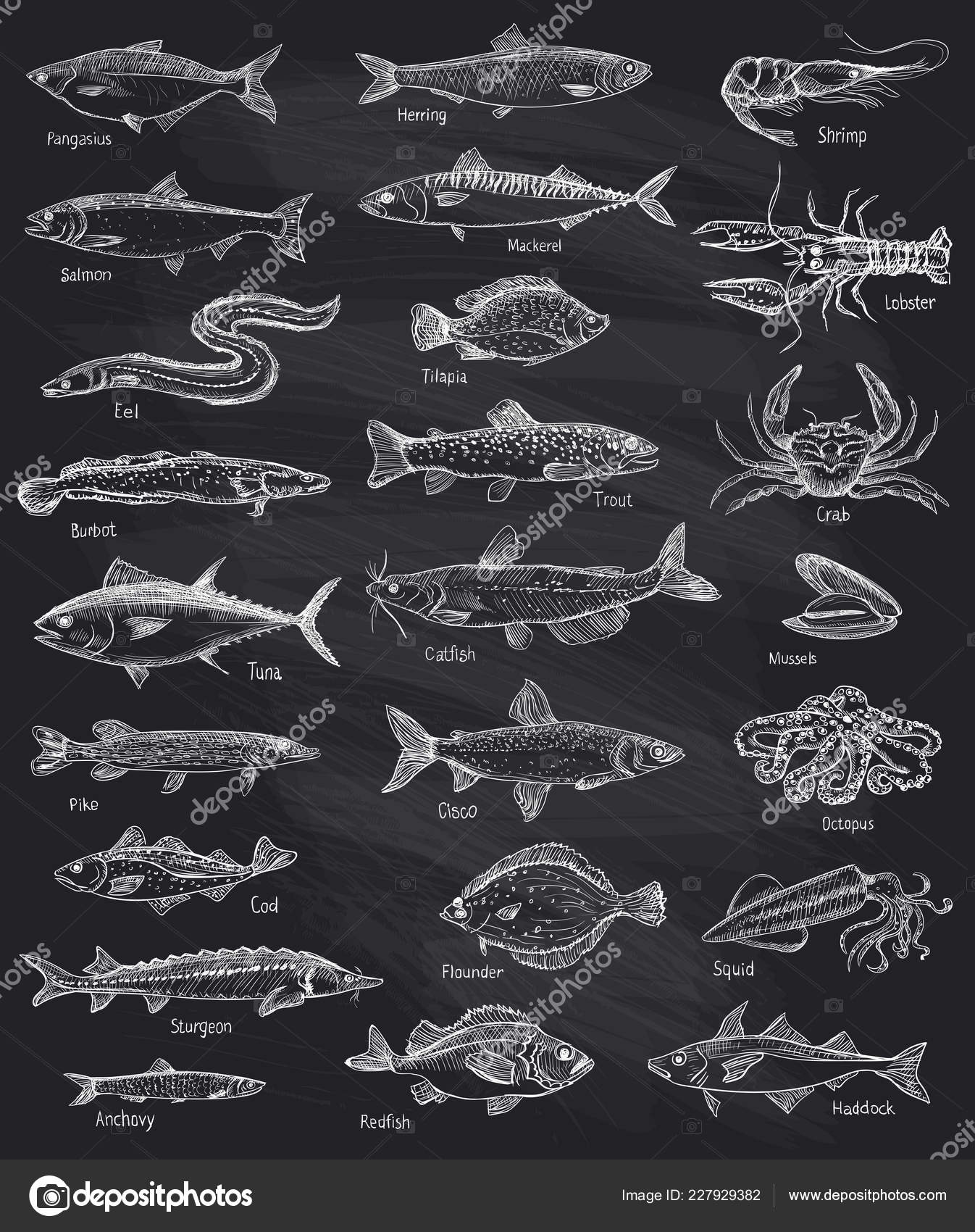 Fish Seafood Mega Set Hand Drawn Illustration Chalkboard Backdrop Stock ...