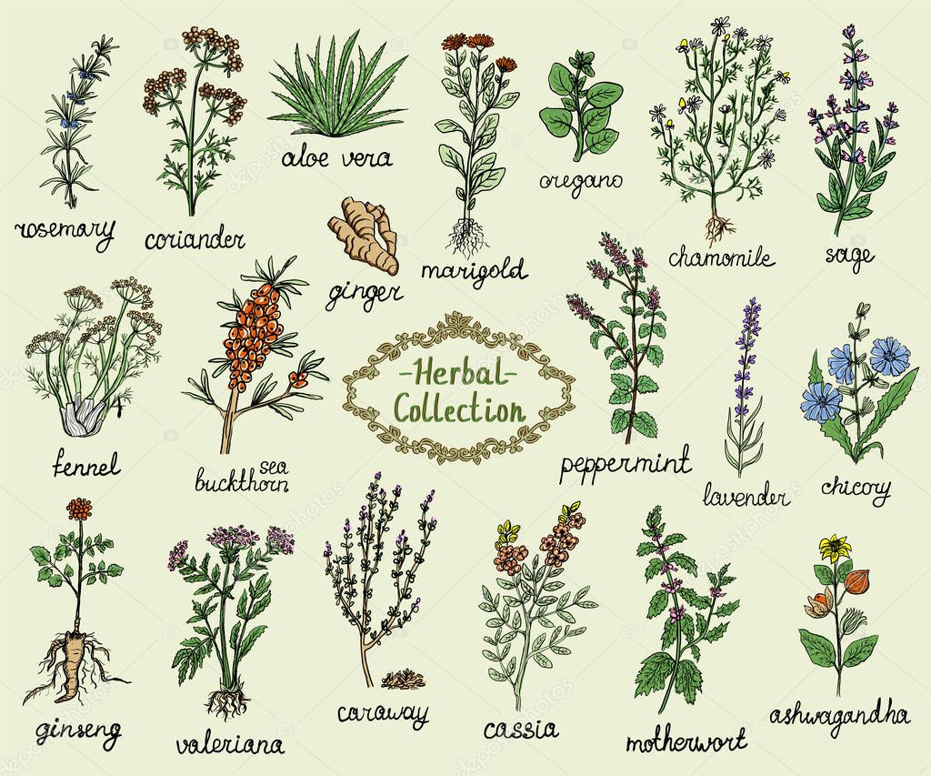 Colección de hierbas medicinales, ilustración garabato dibujado a mano 2022