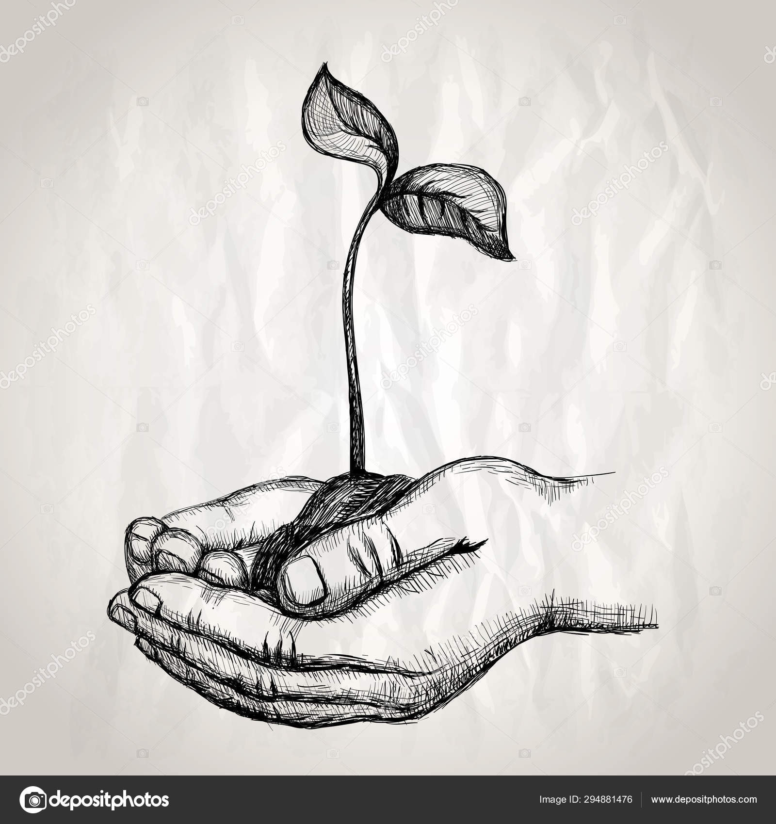 Plant Sprout Drawing