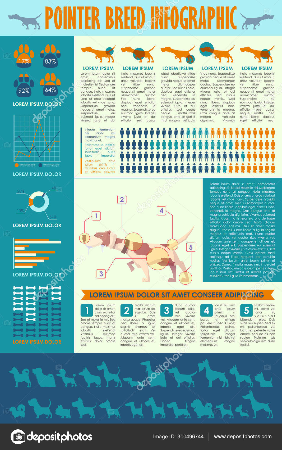 Infografía del perro. Colección vectorial . Vector de stock por ©R_lion ...