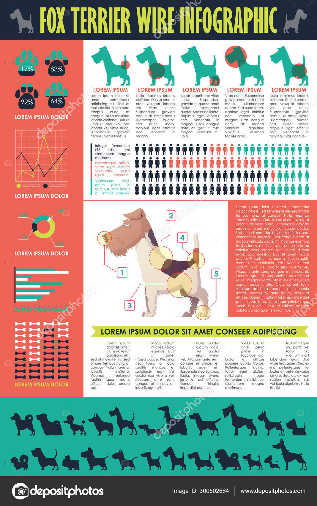 Dog infographic. Vector collection. Stock Vector Image by ©R_lion_O ...
