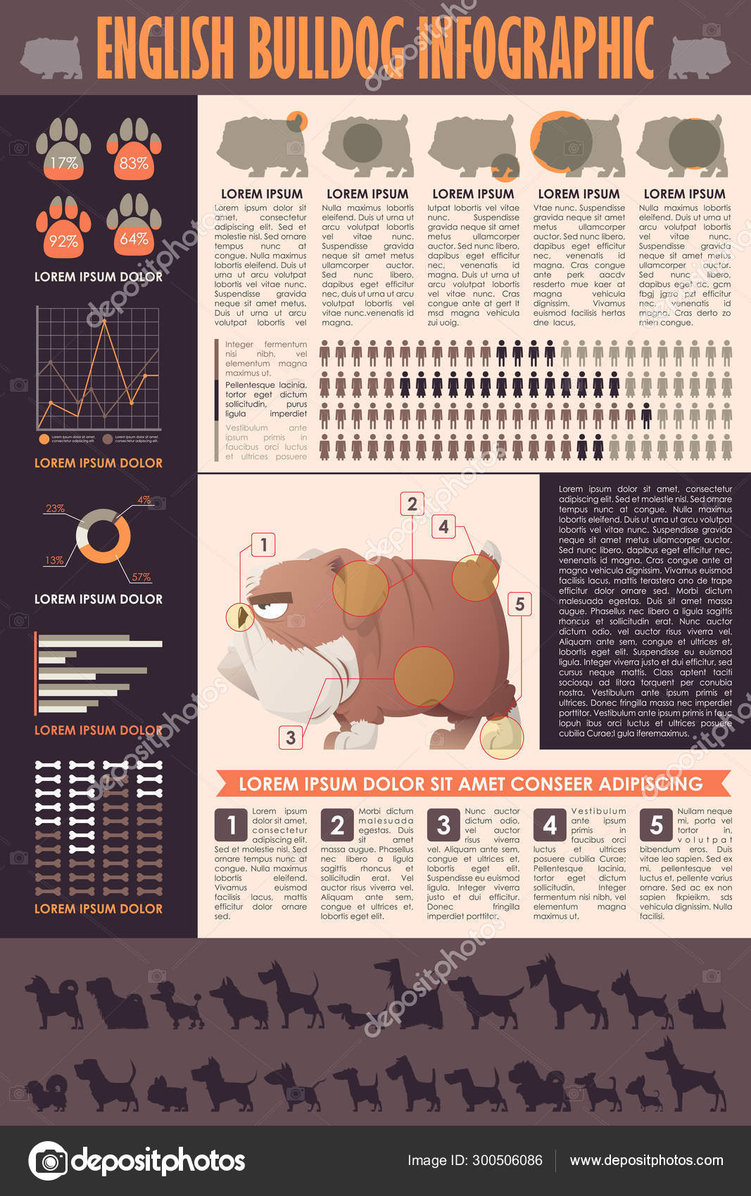Dog infographic. Vector collection. Stock Vector Image by ©R_lion_O ...