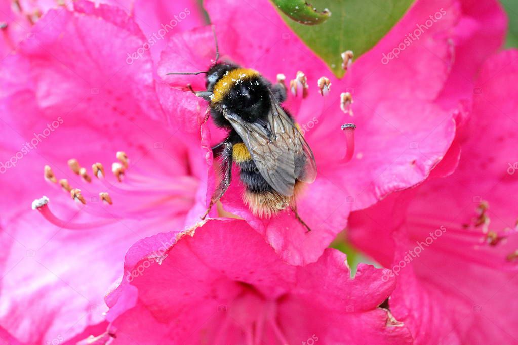 Bumble Bee (bomba) en Rhododendron Bloom 2024