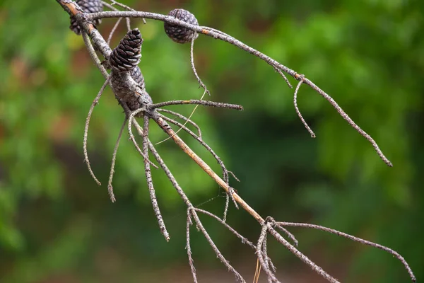Dry and alive branches on the pine tree on a background of a blurred ...
