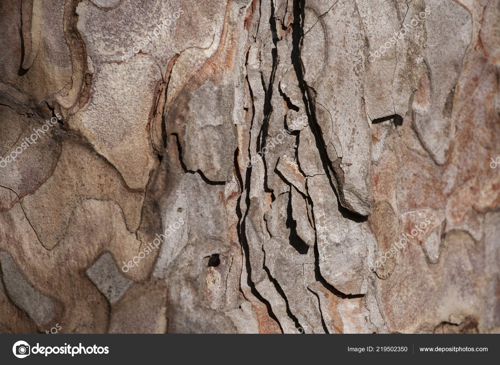 Bark Pine Tree Trunk Texture Background Close — Stock Photo © biggur ...