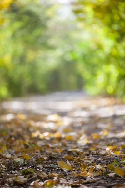 Spring leaves on a background of a blurred sunny forest, abstract ...