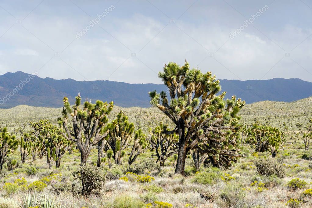Parque Nacional Joshua Tree. Parque nacional del desierto americano en ...