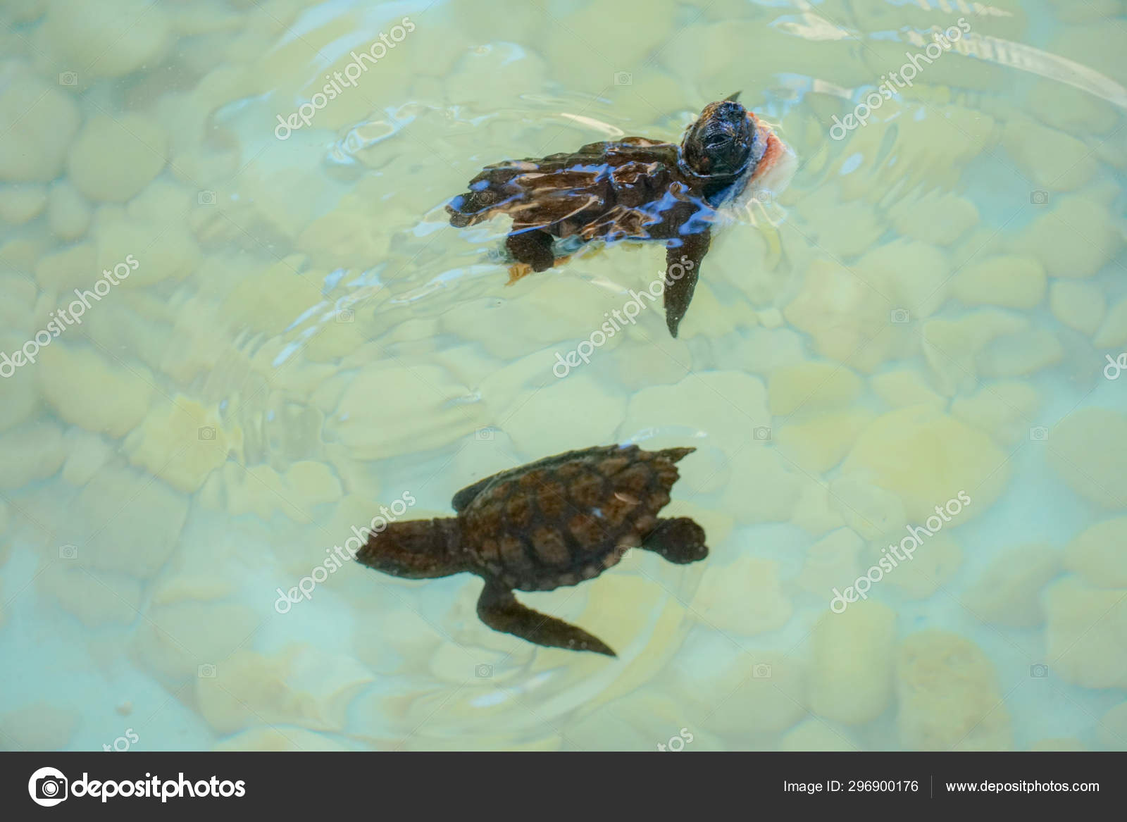 Cute Baby Sea Turtles In The Water