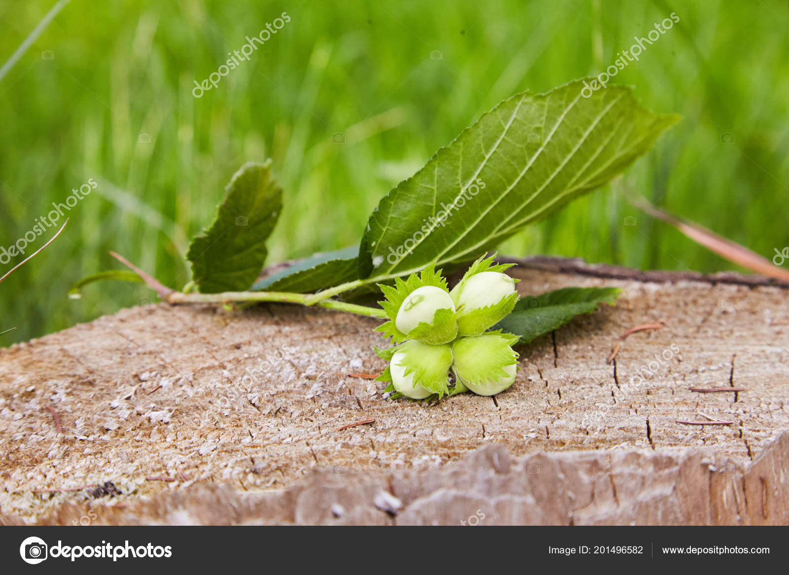 Branch Green Unripe Hazelnuts Tree Stump Nuts Filbert Growing Hazelnut ...