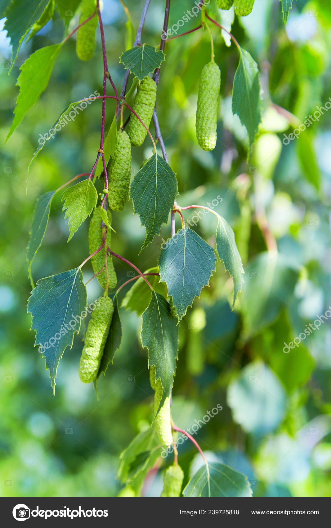 Birch Tree Fruit