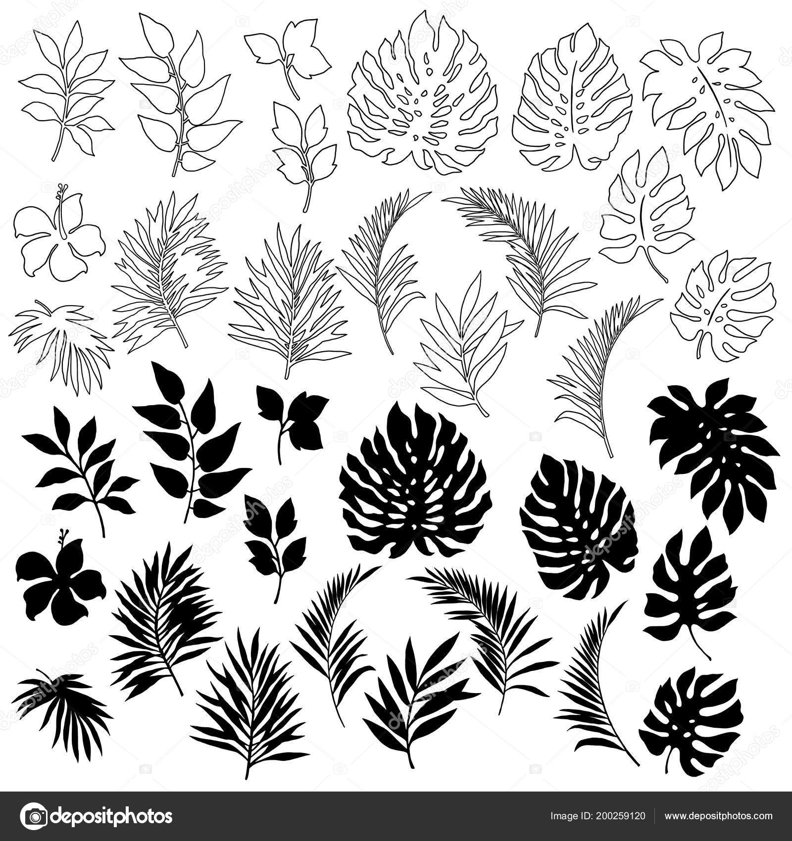 Tropical Plant Illustration Designed Tropical Plantthis Painting ...