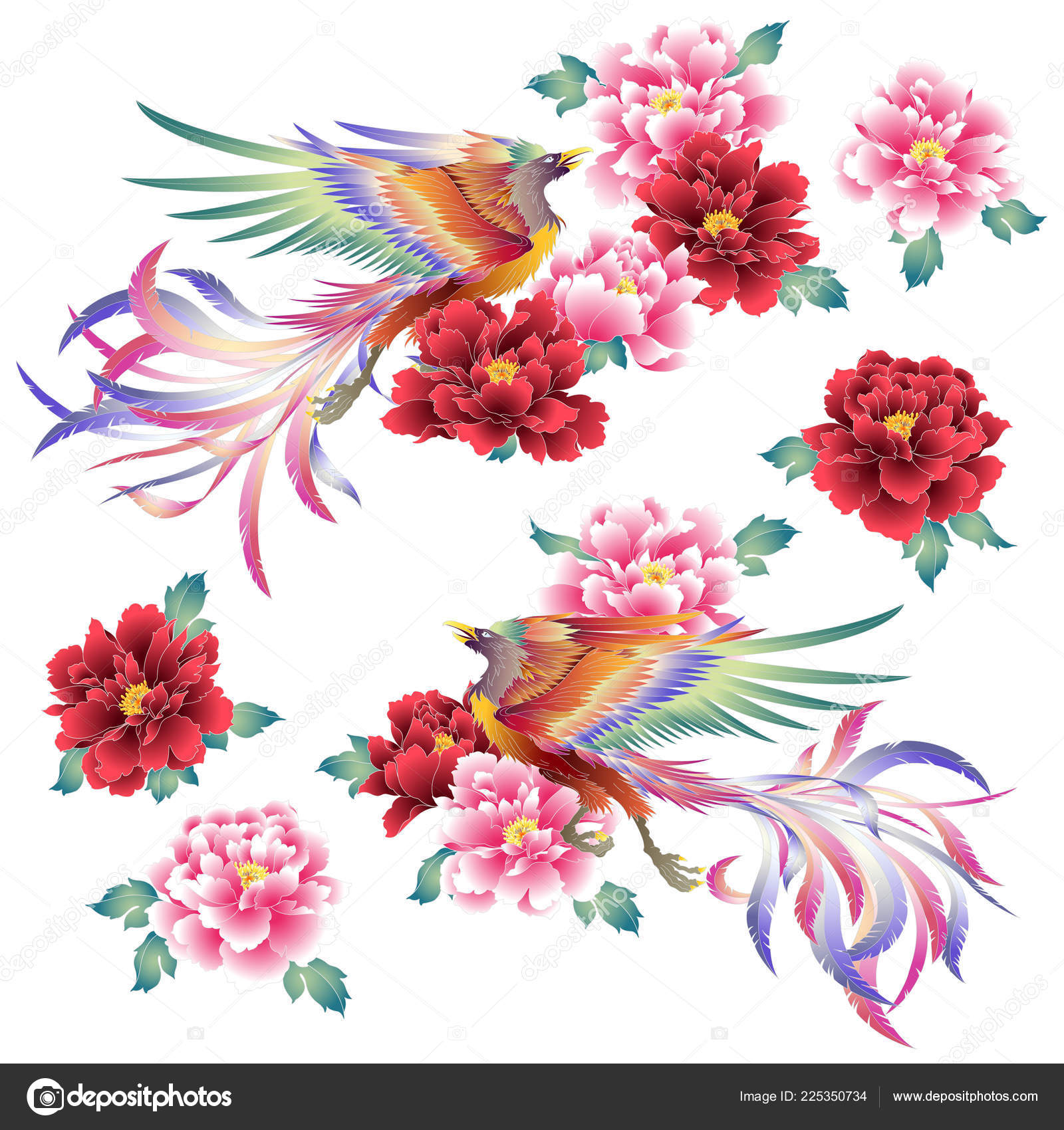 Chinese Phoenix Vector