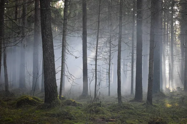 Fog in the dark forest with mysterious atmosphere — Stock Photo © photocosma #10217345