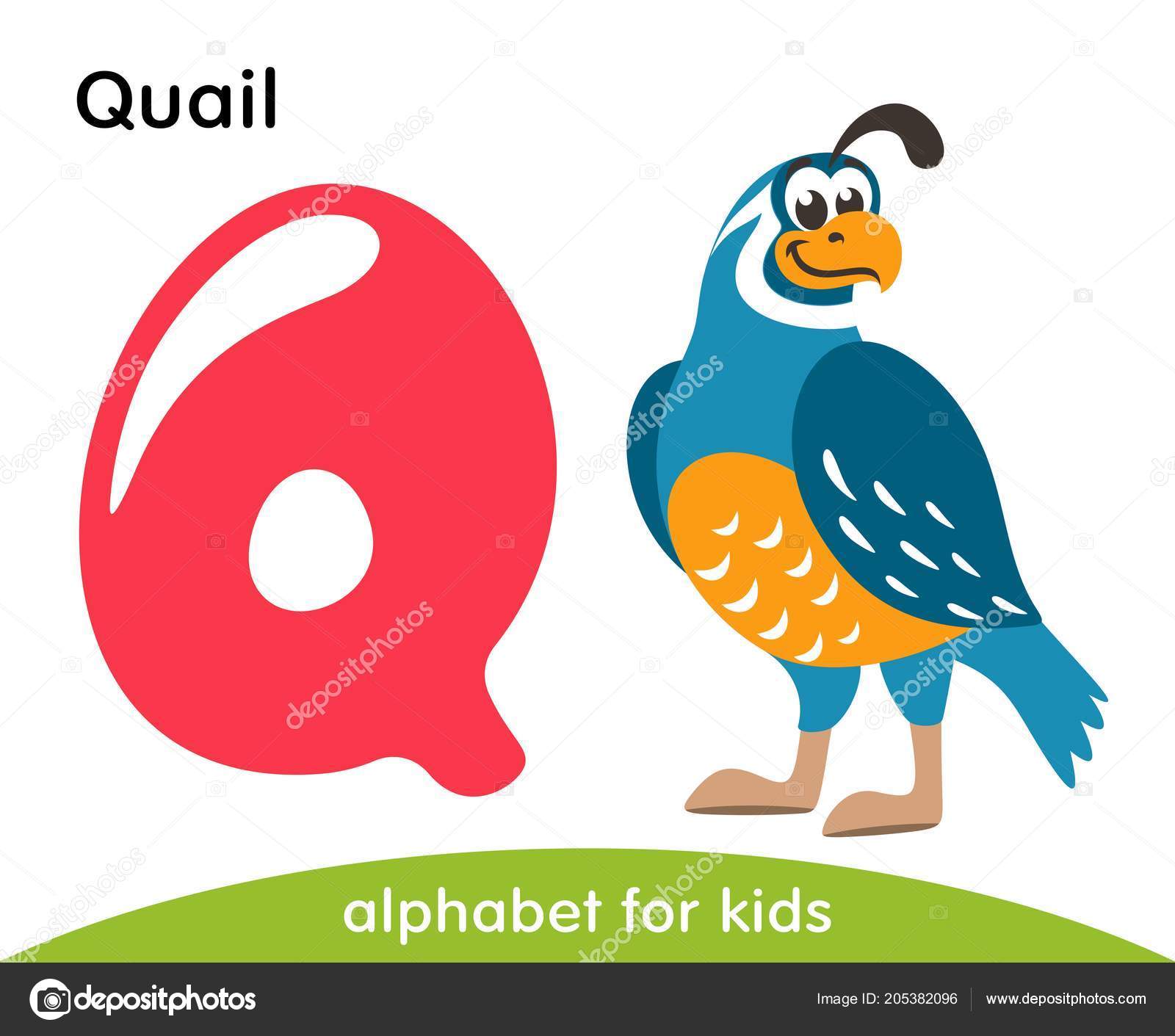 Pink Letter Blue Quail English Alphabet Animals Cartoon Characters ...