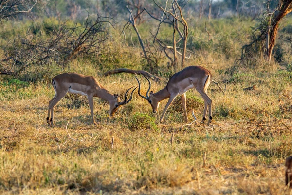 Familia de impala Stock Photos, Royalty Free Familia de impala Images ...