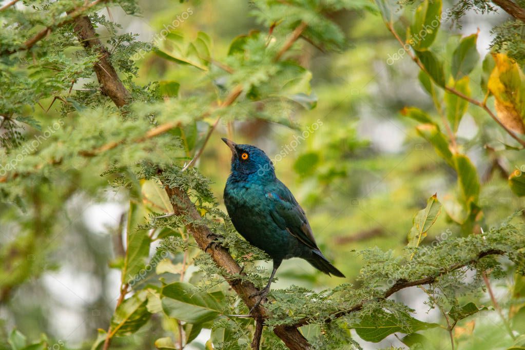 Starling, Greater Blue-eared Glossy Starling, Lamprotornis chalybaeus ...