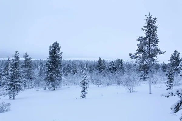 Bosque polar Stock Photos, Royalty Free Bosque polar Images | Depositphotos