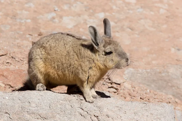 Viscacha Stock Photos, Royalty Free Viscacha Images | Depositphotos