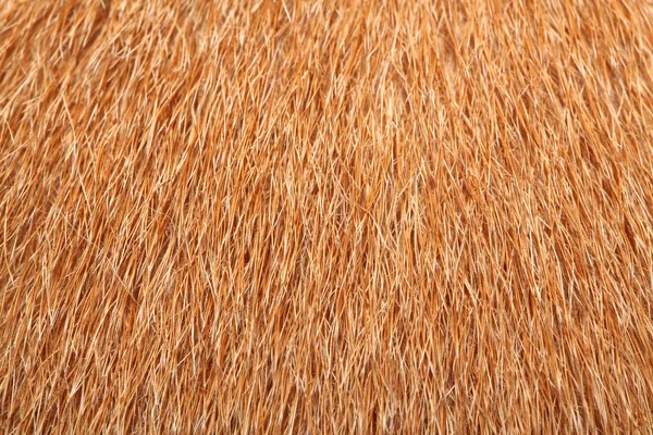 close up brown dog skin for texture. - Stock Image - Everypixel