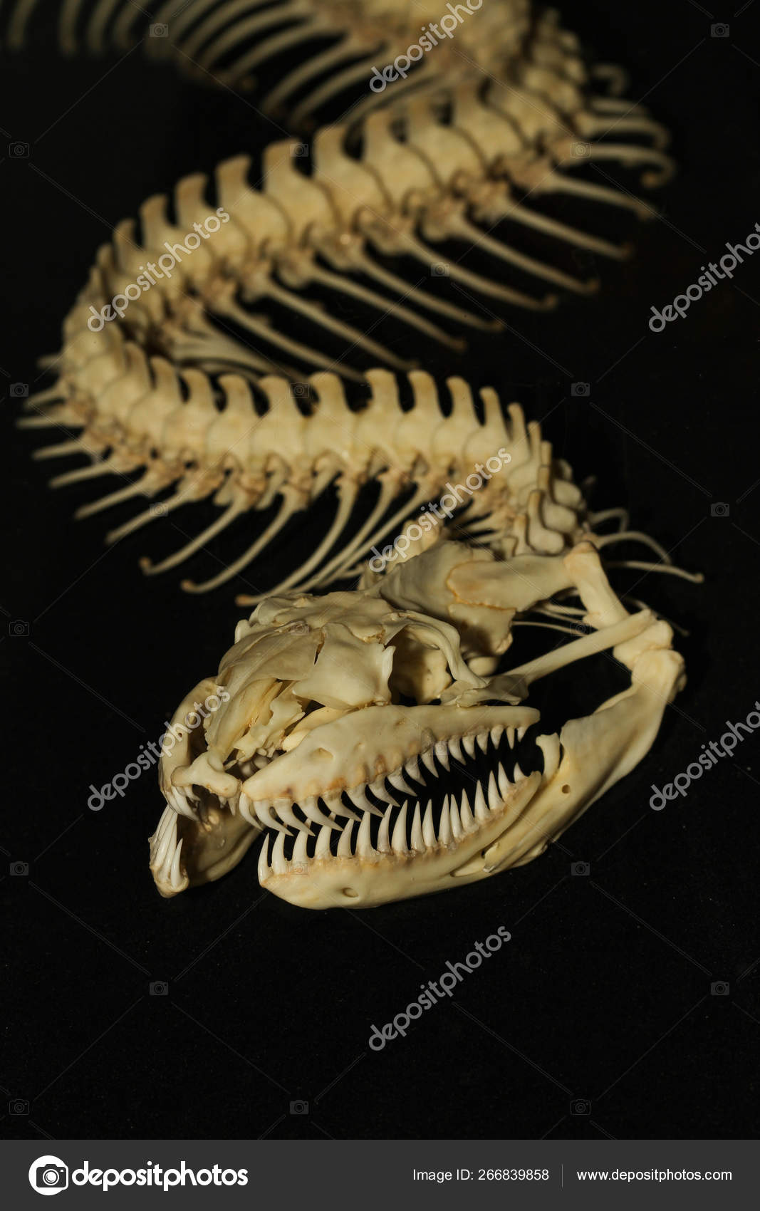 Green Tree Python Skull