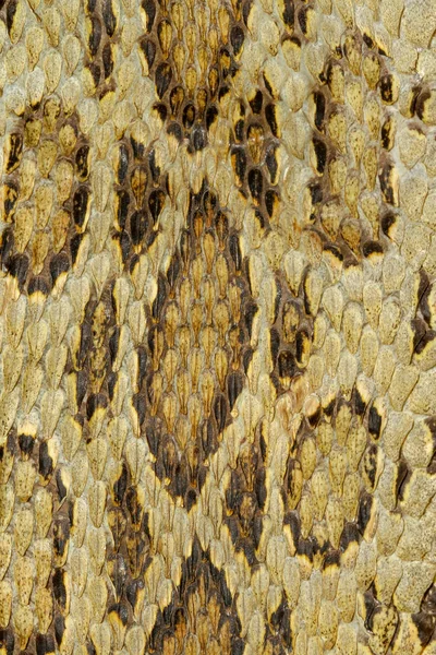 Boa constrictor snake skin Stock Photos, Royalty Free Boa constrictor ...