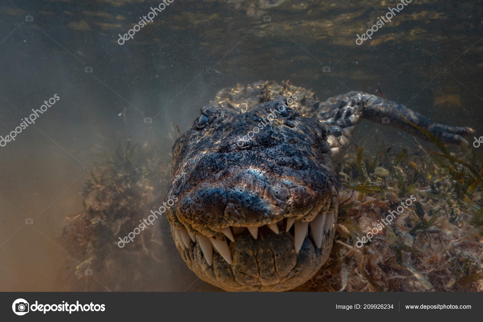 Saltwater Crocodile Underwater