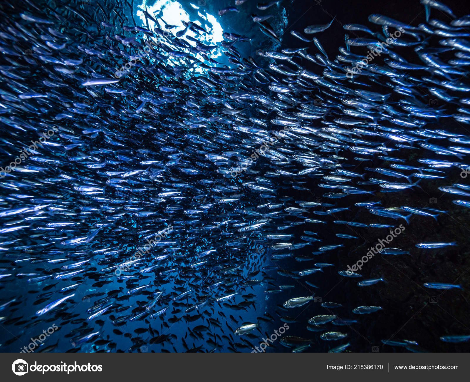 Shoal Small Tiny Fish Underwater Cave Light Rays Entrance — Stock Photo ...