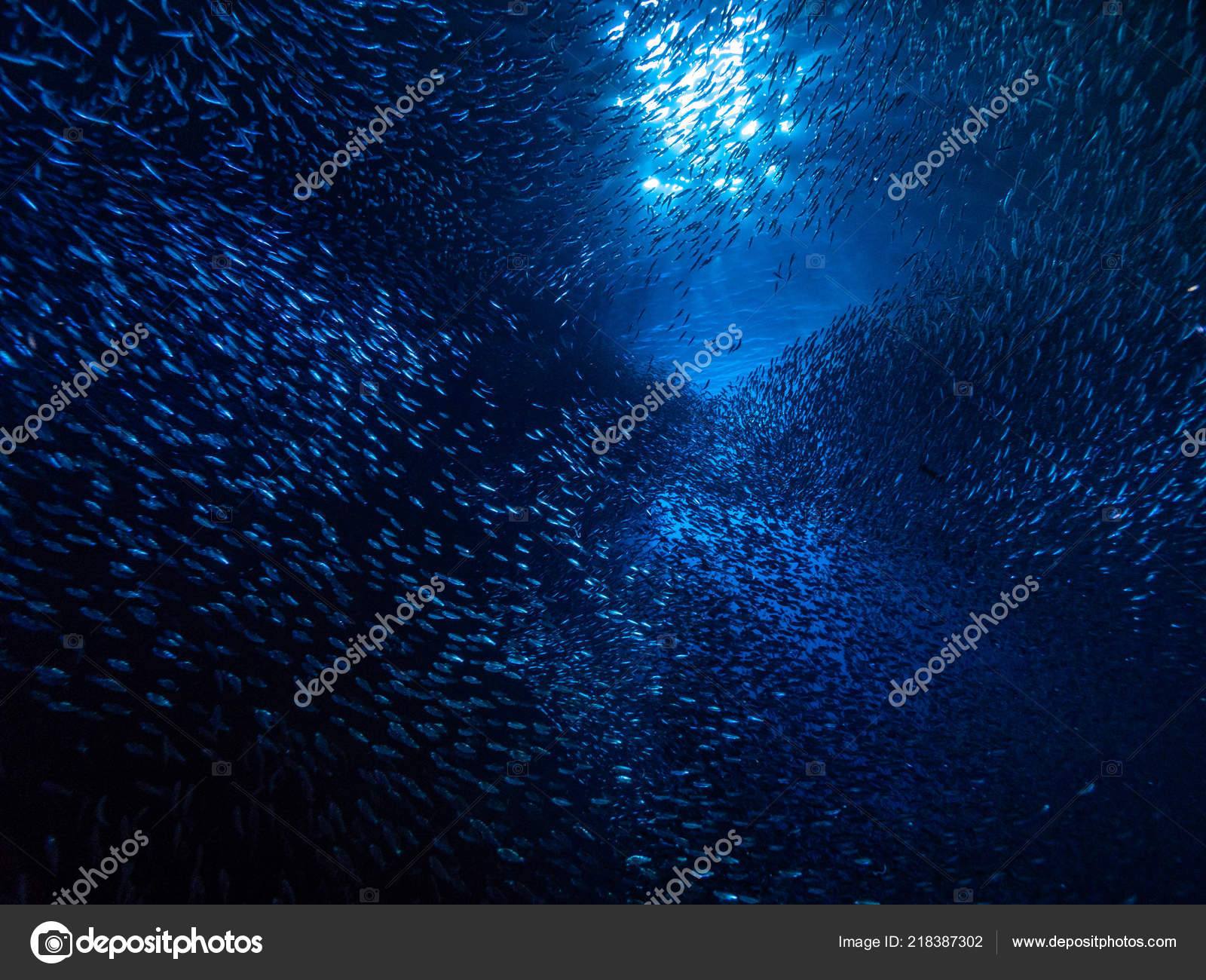 Shoal Small Tiny Fish Underwater Cave Light Rays Entrance — Stock Photo ...