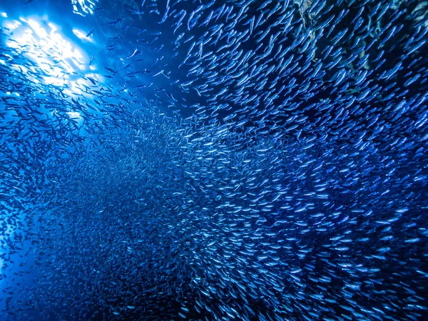 Shoal of small tiny fish in underwater cave against light rays from ...