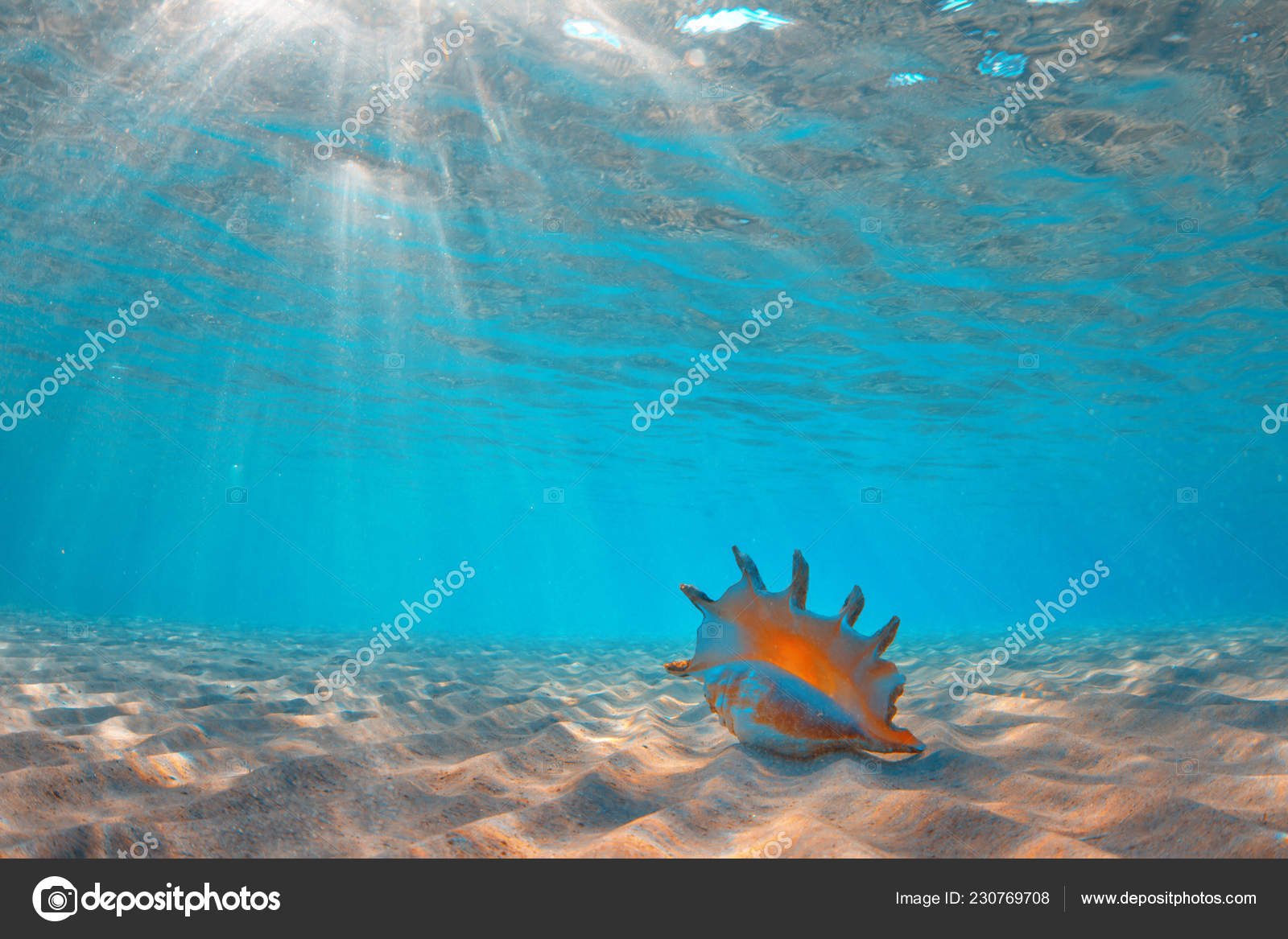 Sea Shell Underwater Sand Water Surface Sunbeams — Stock Photo ...