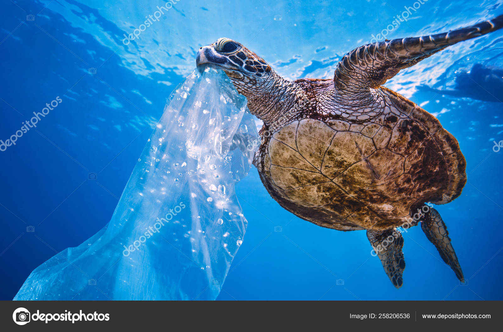 Leatherback Turtle Eating Plastic Bags