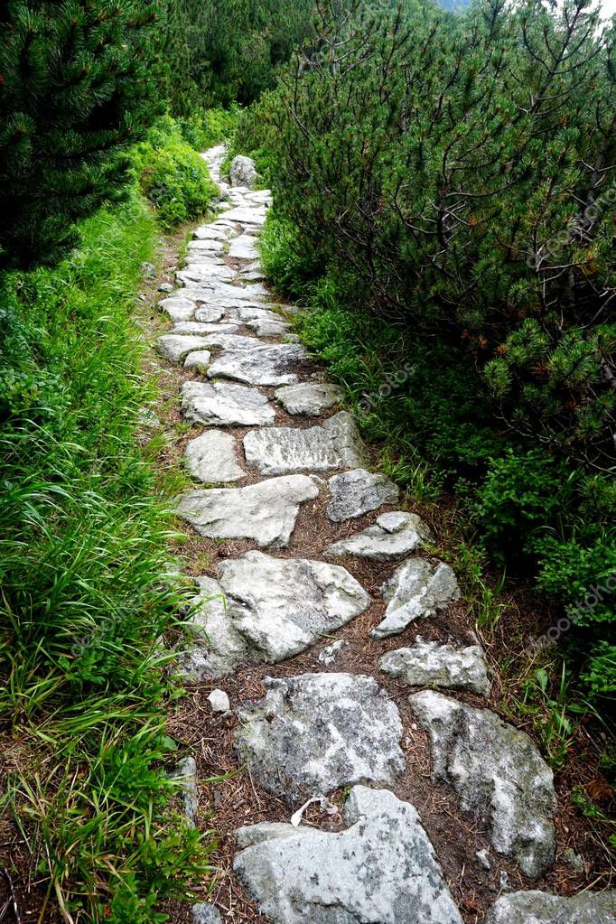 Sendero de piedra de montaña a través del bosque en High Tatras. Camino ...