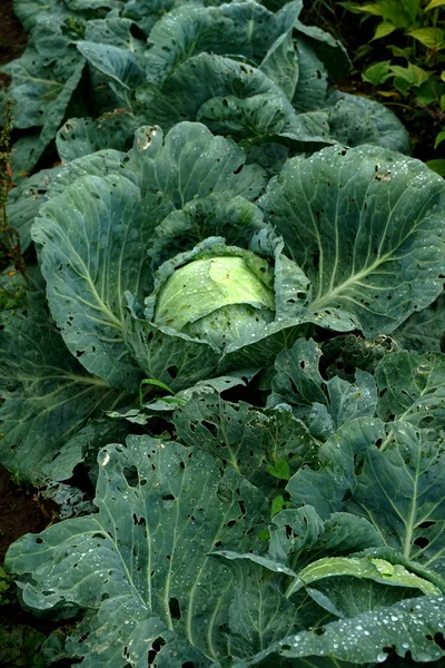 Fresh green cabbage vegetable growing in ecological farms - Stock Image ...