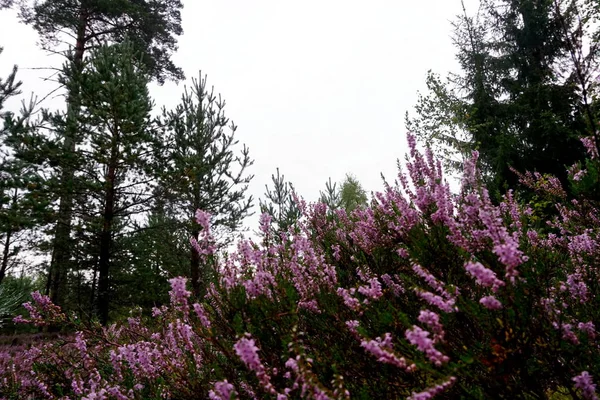 Beautiful purple Heather Calluna vulgaris bush growing in the autumn ...