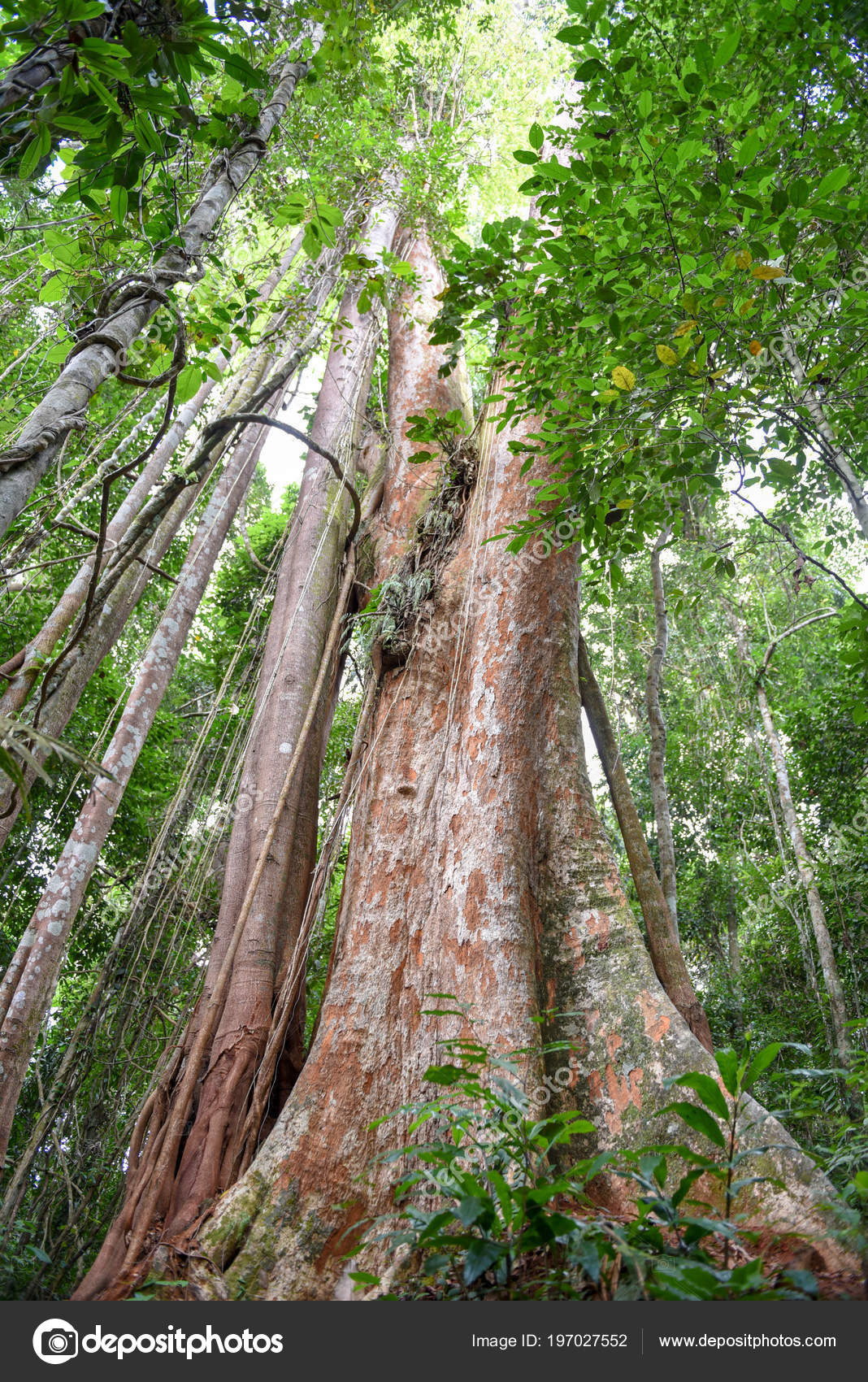 500 Years Old Makka Tree Koh Kood Island Thailand Stock Photo by ...