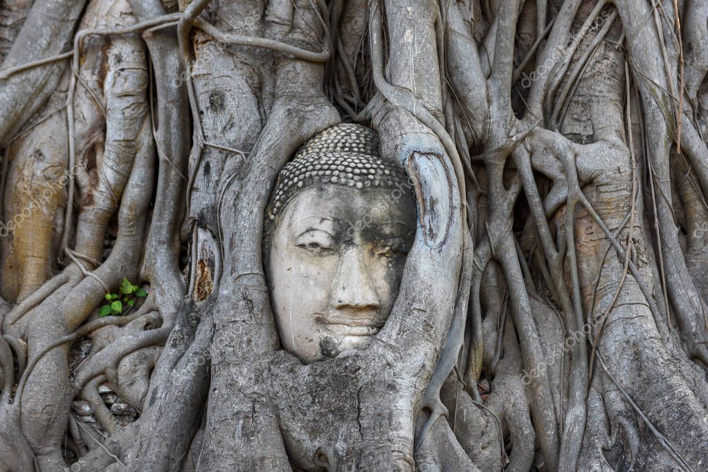 Cabeza de estatua de Buda en las raíces de los árboles en el templo de Wat Mahathat en Ayutthaya ...