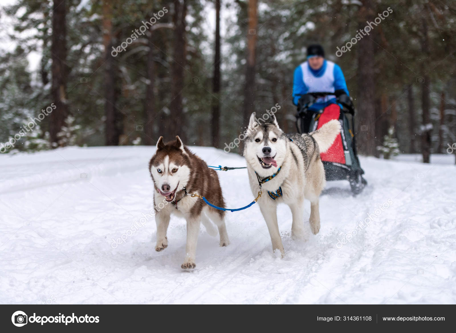 How Fast Can A Husky Pull A Sled