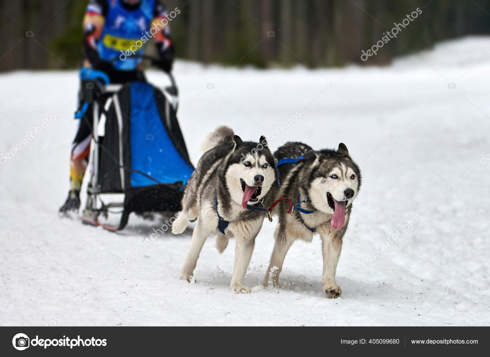 How Fast Can A Husky Pull A Sled