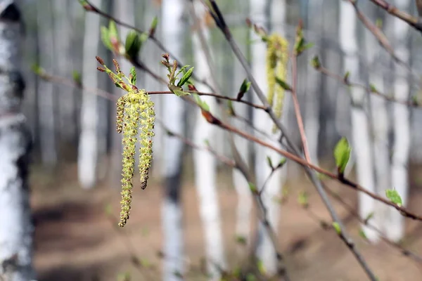 Birch trees forest in the spring. Trunks of birch. Branches of birch ...