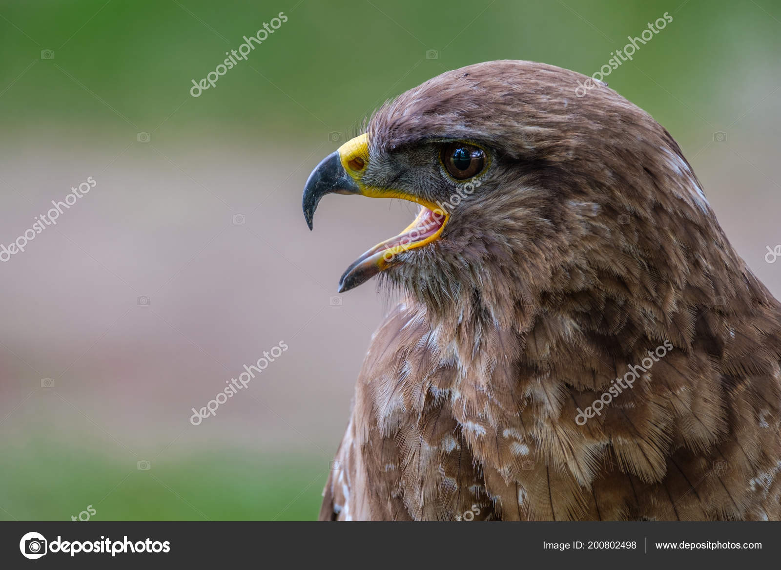 Profile Portrait Common Buzzard — Free Stock Photo © fotocorn #200802498