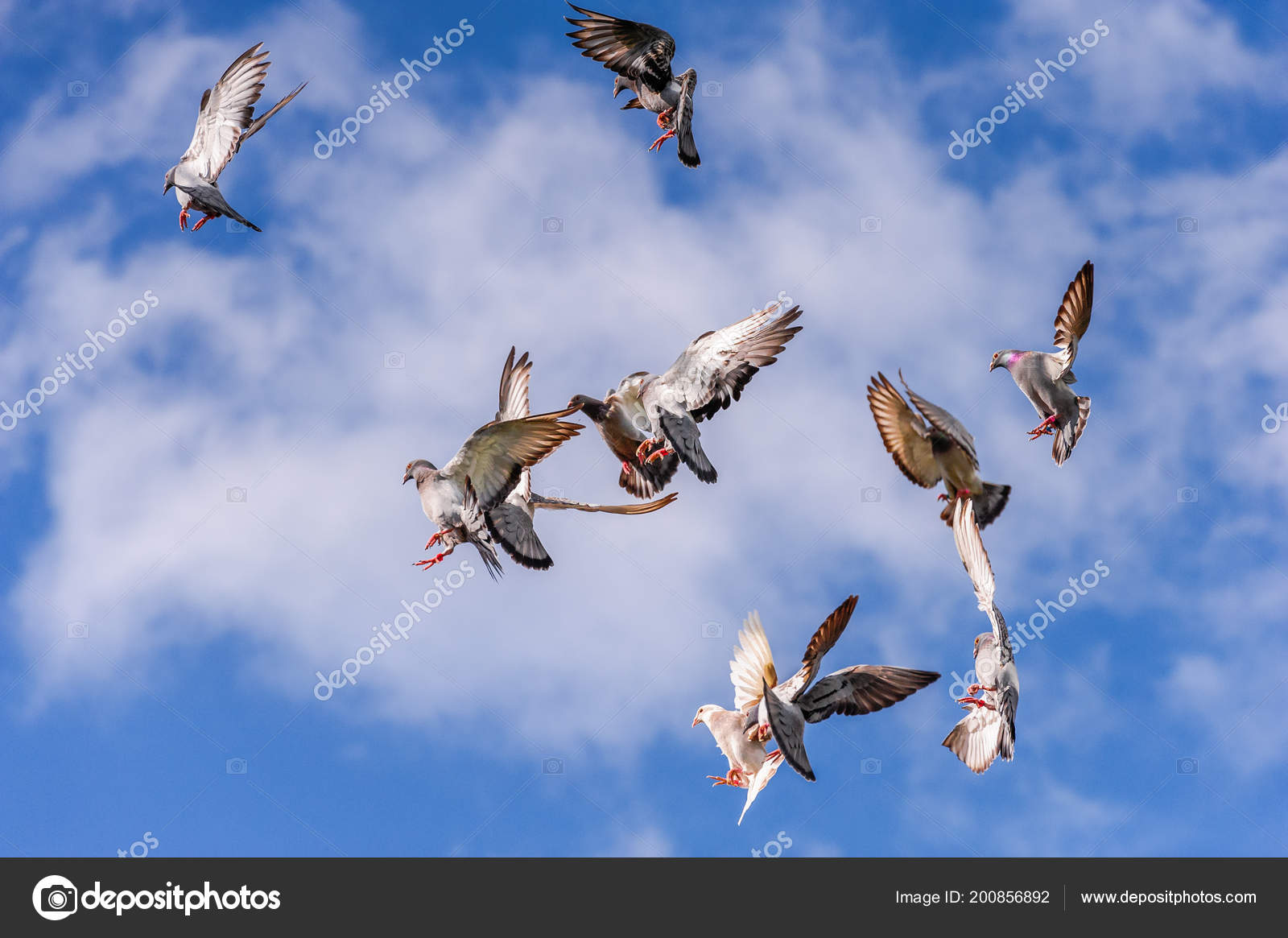 Roller Pigeons Flying