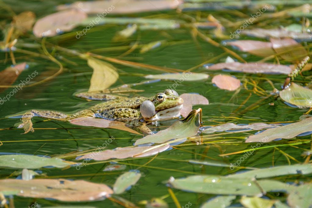 La llamada de una rana. Ranas en un hermoso estanque de agua dulce en ...