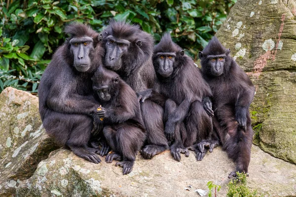 Family portrait of crested macaque monkeys, father and mother and 3 ...