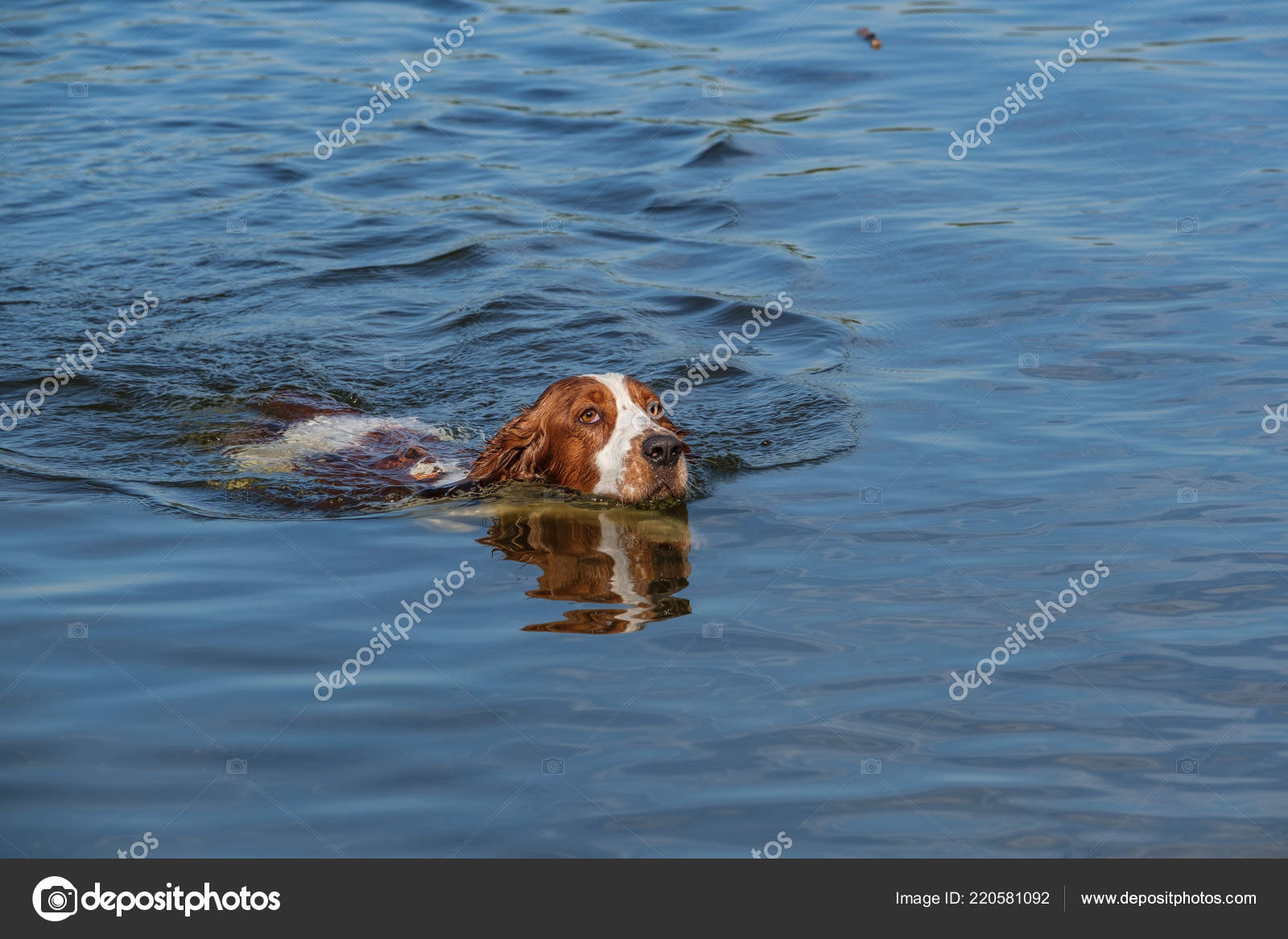 Welsh Springer Spaniel Dog Swims Small Lake Dogs Love Water — Free ...
