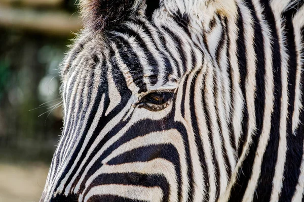 Zebra nose Stock Photos, Royalty Free Zebra nose Images | Depositphotos