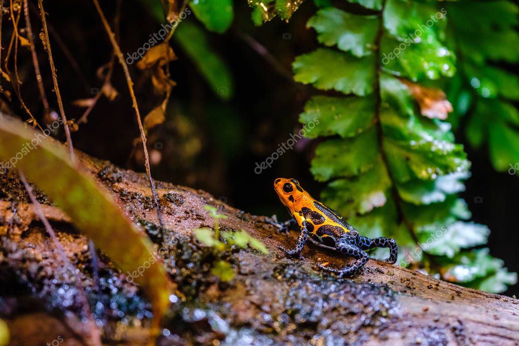 Rana venenosa, animal venenoso azul anaranjado de la selva amazónica ...