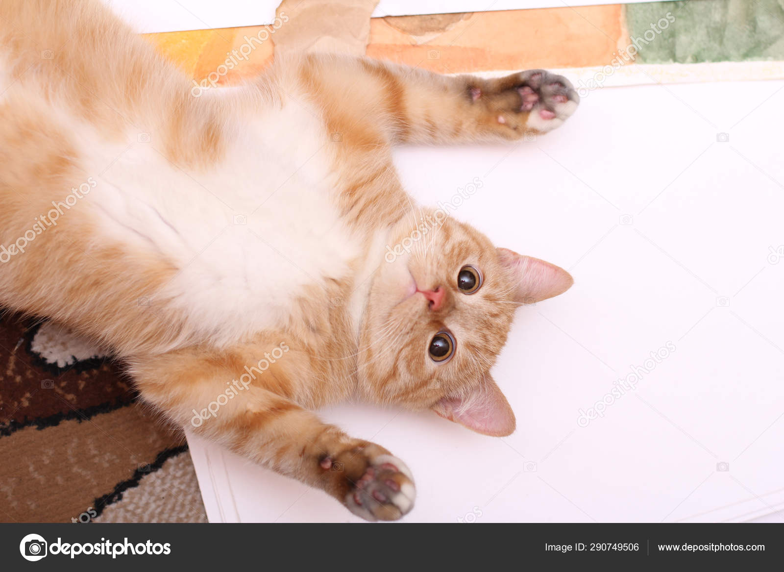 Red Cute Cat Grabbed His Paws His Back Paper Stock Photo by ©NatIZR ...